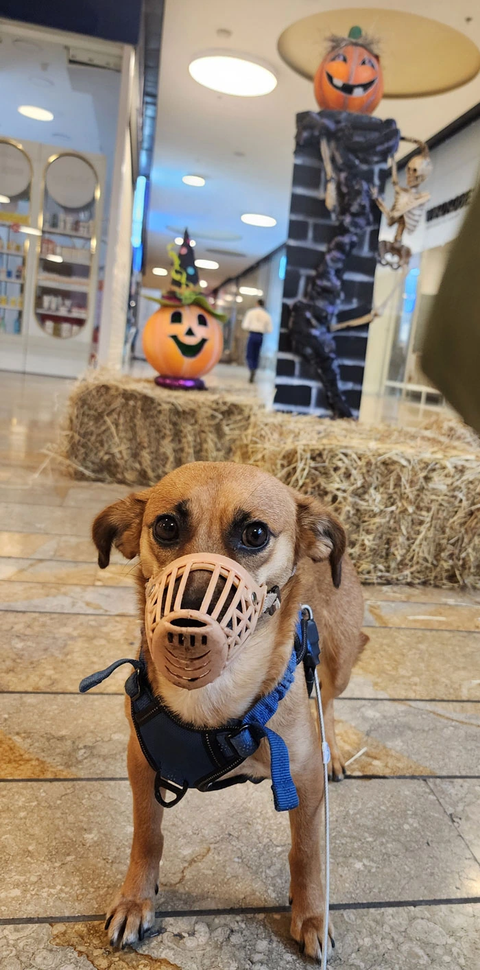 La historia de Hannibal Dog - SabaiVet